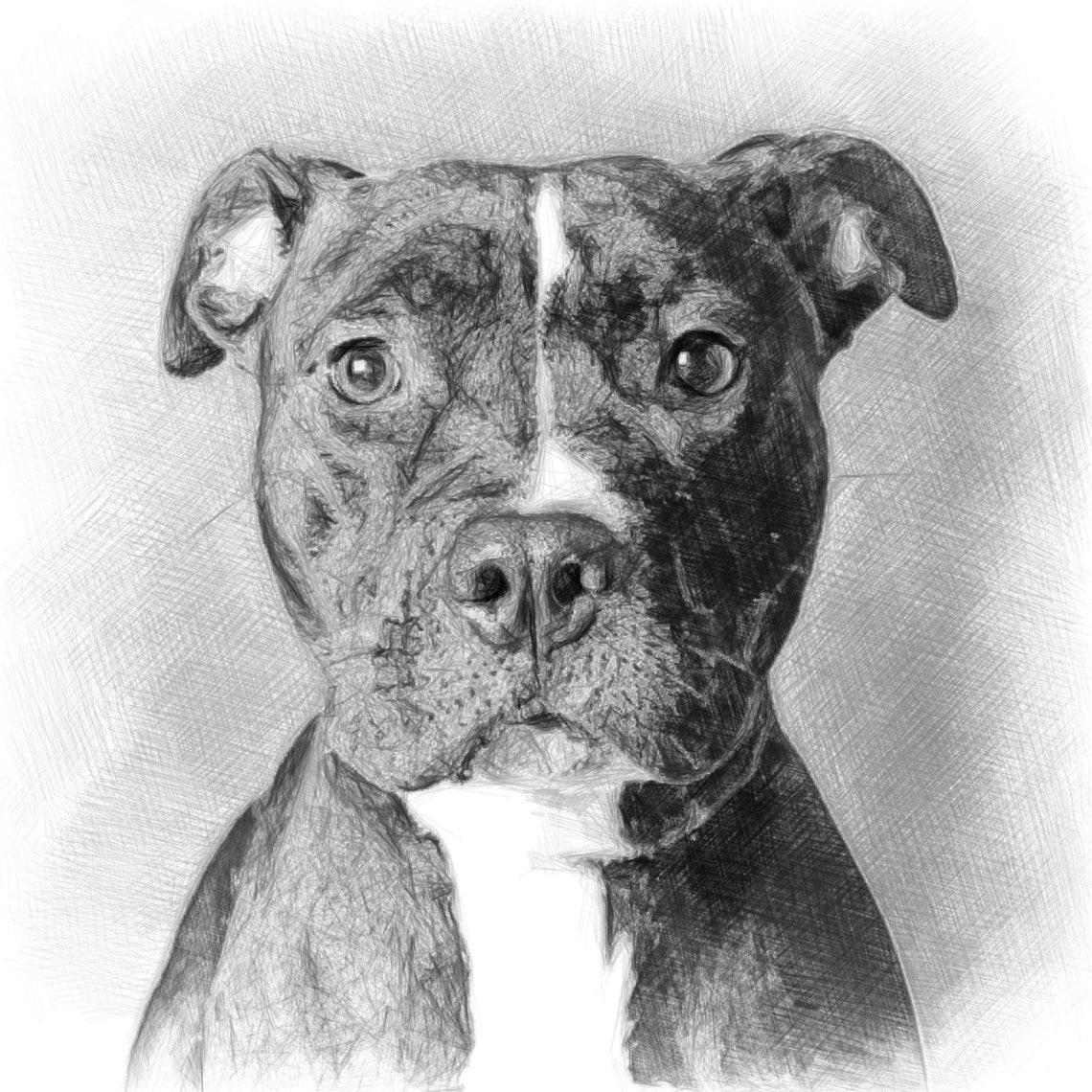 Custom Pencil Pet Portraits Personalised Hand Drawn Portraits | Etsy