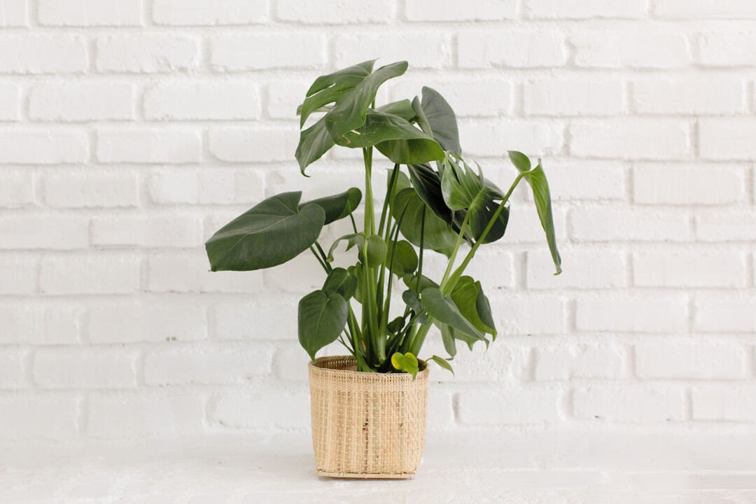 Monstera Split House Plant, Rattan Planter Basket, Boho Garden, Live ...