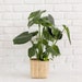 Monstera Split House Plant, Rattan Planter Basket, Boho Garden, Live ...