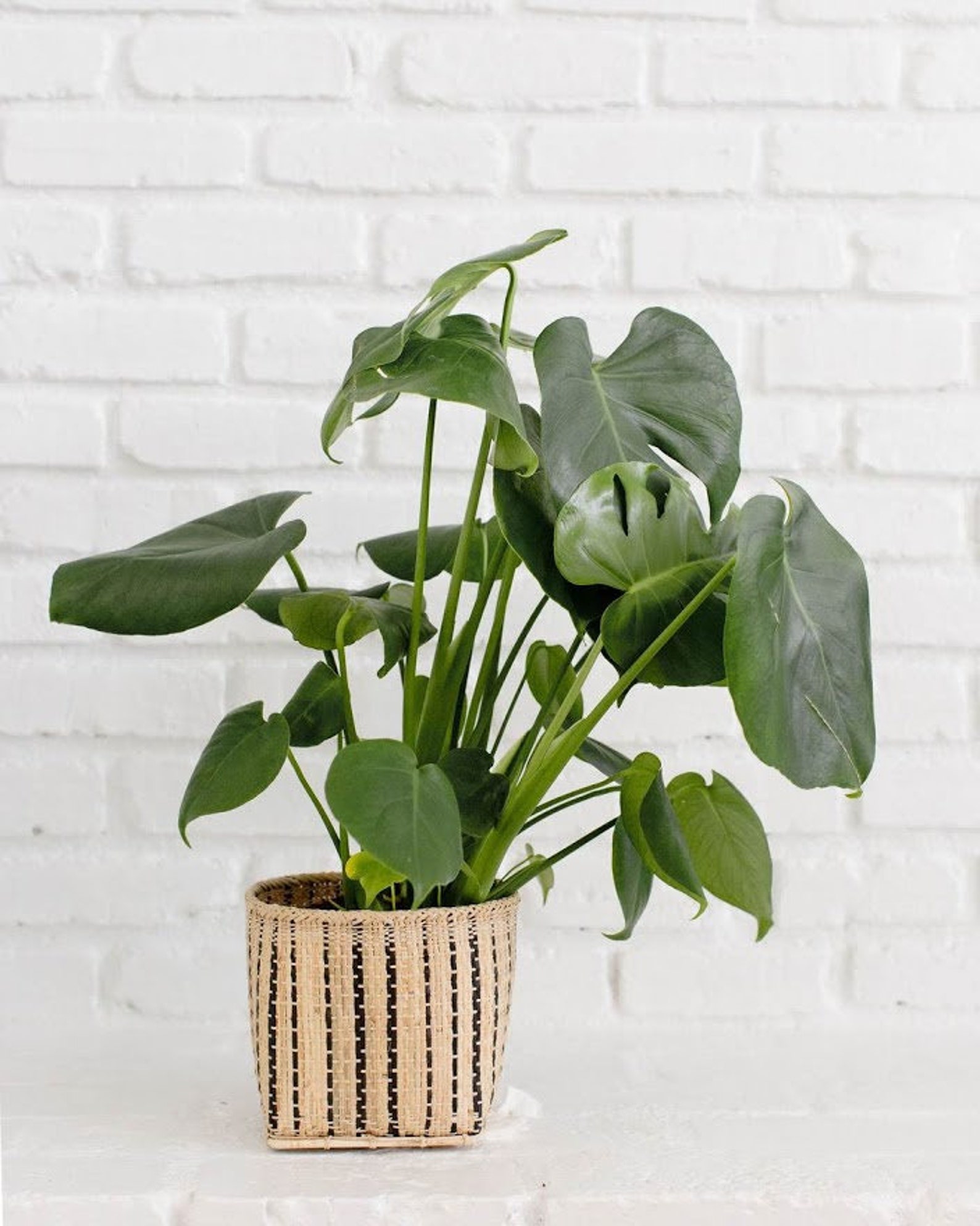 Monstera Split House Plant, Rattan Planter Basket, Boho Garden, Live ...