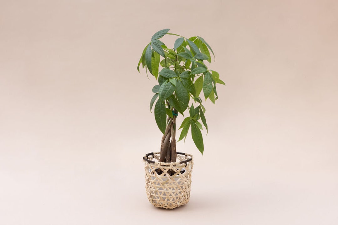 4" Braided Money Tree Plant, Guiana Chestnut Plant, Handwoven Natural ...