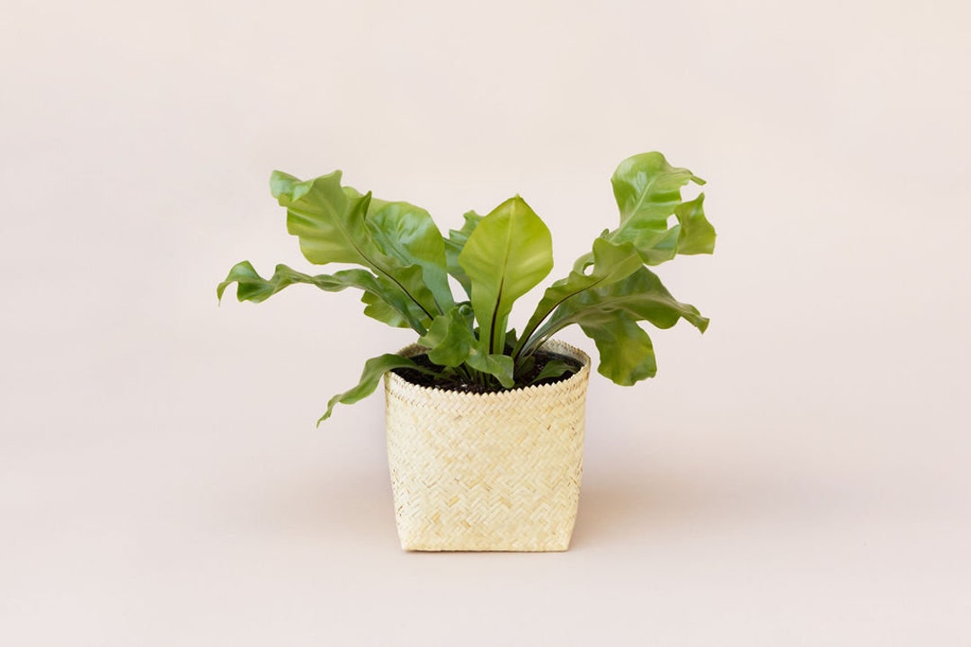 6" Bird's Nest Plant, Live House Plant, Modern Indoor Planter, Rattan ...