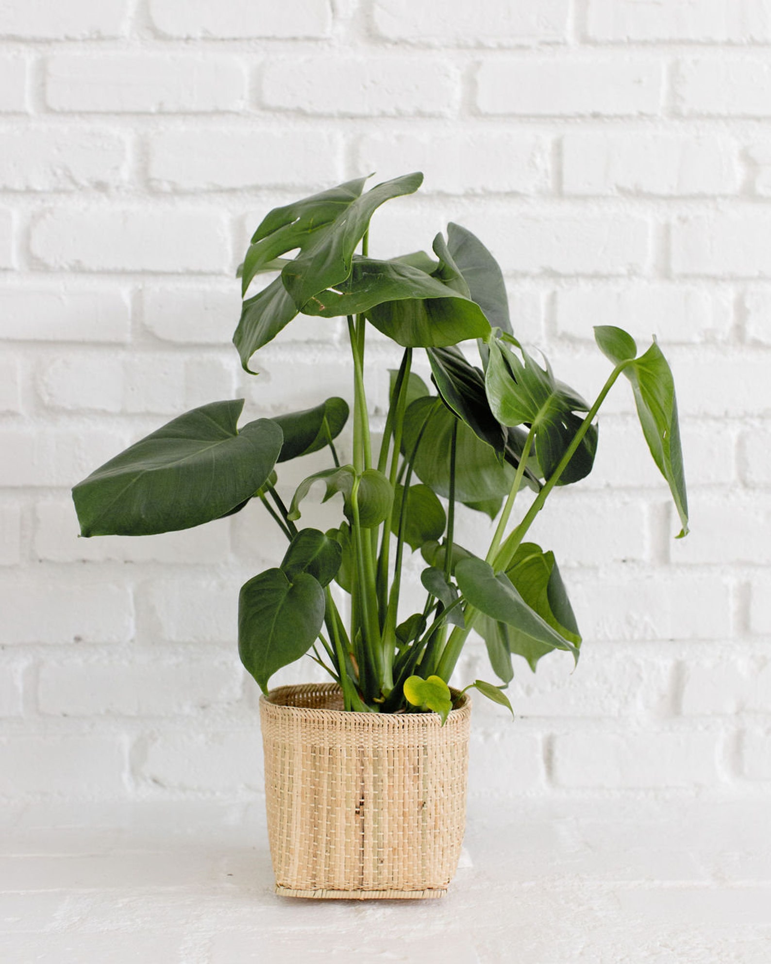 Monstera Split House Plant Rattan Planter Basket Boho - Etsy
