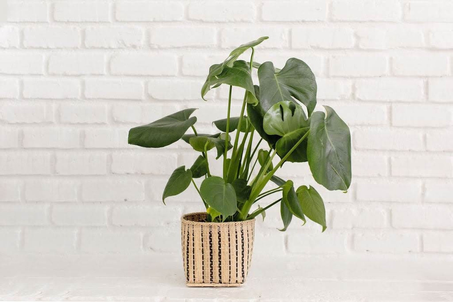 Monstera Split House Plant Rattan Planter Basket Boho - Etsy