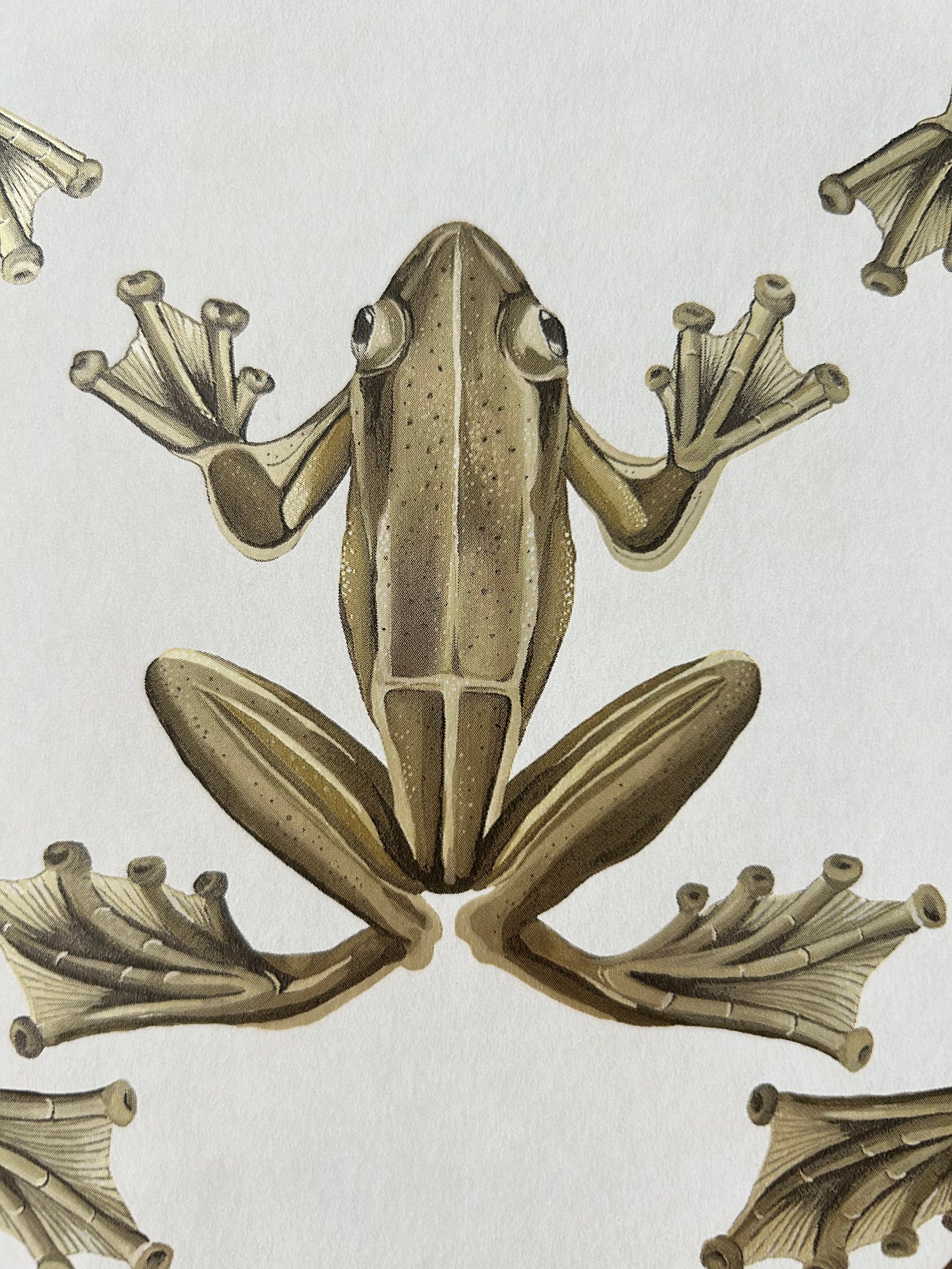 ROLL Wild Wood Frog Wallpaper in Gold, Sells as a ROLL - Etsy