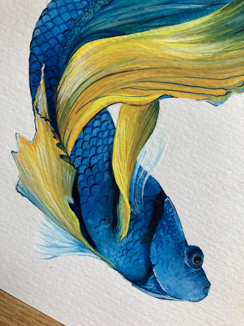 Original Watercolour Painting, Fighter/fish, in 3 Different Colours ...