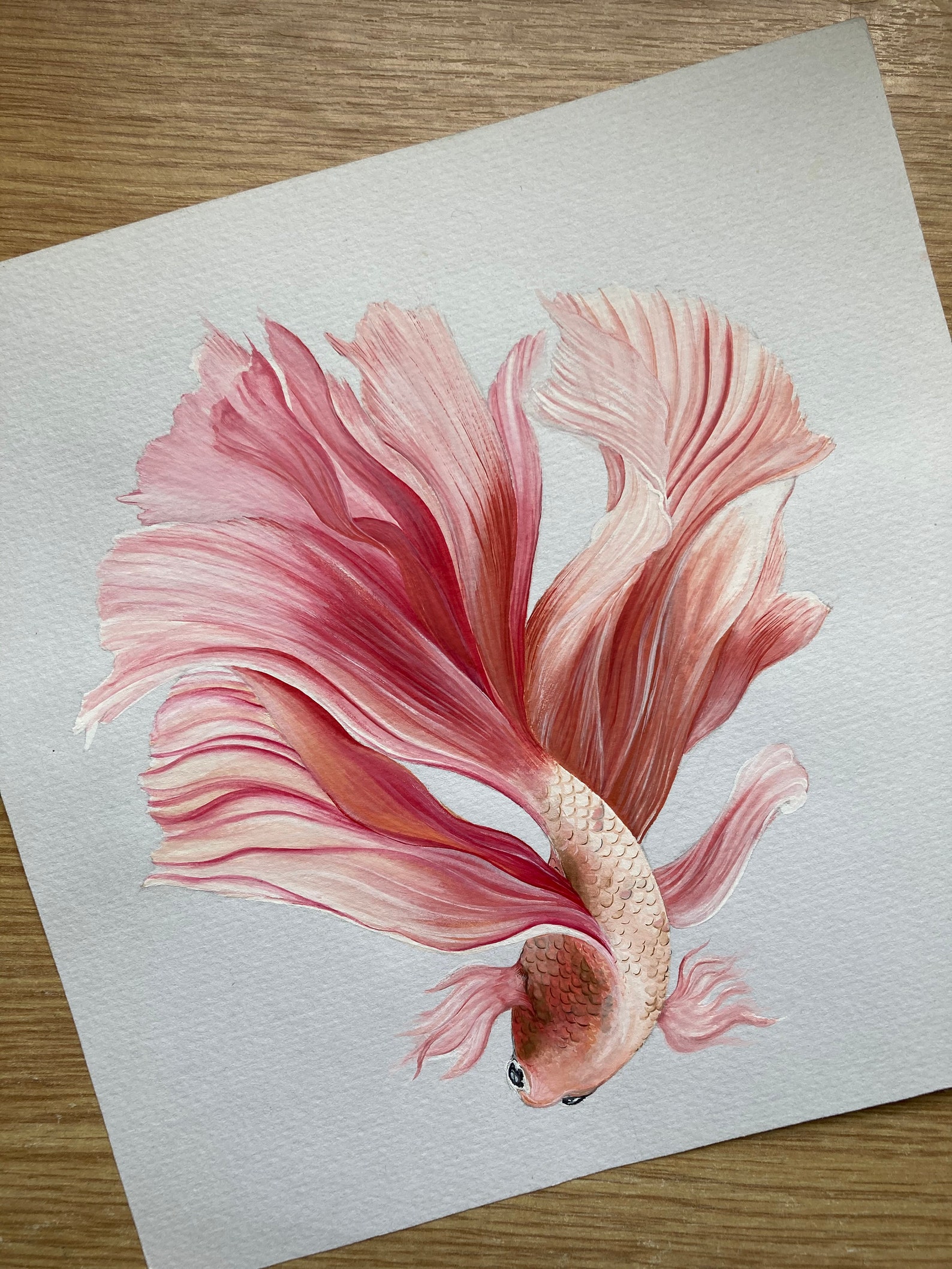 Original Watercolour Painting, Fighter/fish, in 3 Different Colours ...