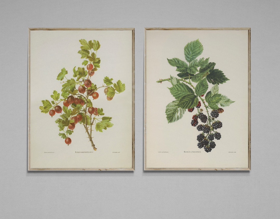 Set of 2 Vintage Botanical Illustrations Instant Downloadable Wall Art ...