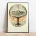 Yggdrasill the Mundane Tree Ancient Flat Earth Model in - Etsy Canada