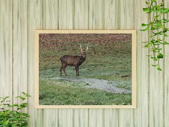 Buck Drinking From a Stream Created After Heavy Rainfall - Etsy