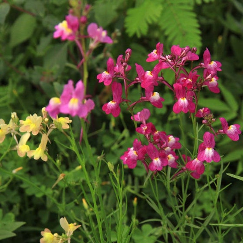 Baby Snap Dragon Seeds #188 - Etsy