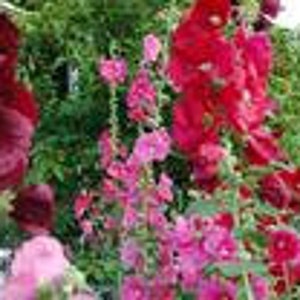 Hollyhock - Indian Springs Mix (perennial) #72 - Etsy