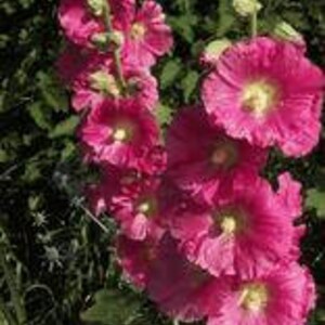 Hollyhock - Indian Springs Mix (perennial) #72 - Etsy