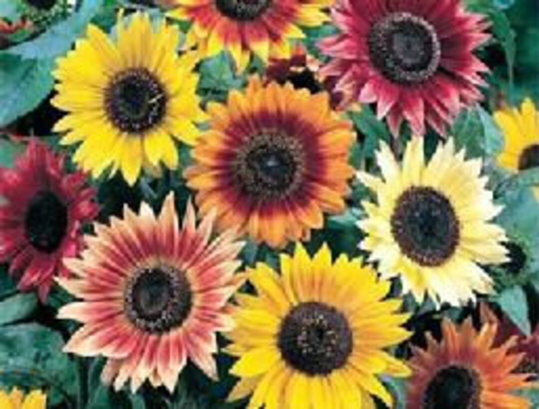 Sunflower Fiesta - Autumn Beauty #53 - Etsy