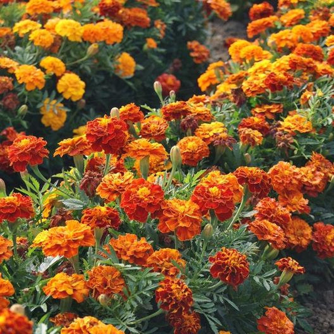 French Marigold - Sparky Mix #169 - Etsy