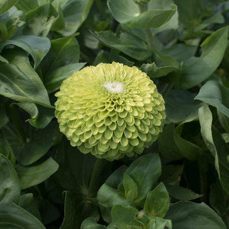 Benary Giant - Green Envy #23 - Etsy