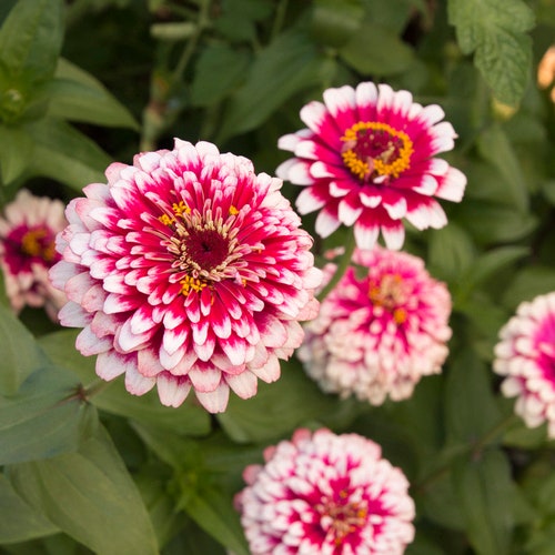 USA SELLER Ice Queen Zinnia 25 Seeds HEIRLOOM zinnia Elegans - Etsy