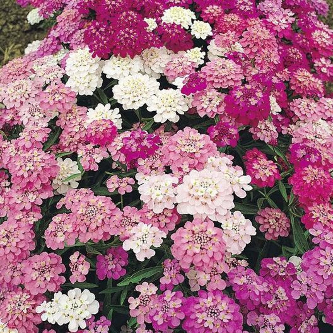 Candytuft Seeds Mixed #218 - Etsy