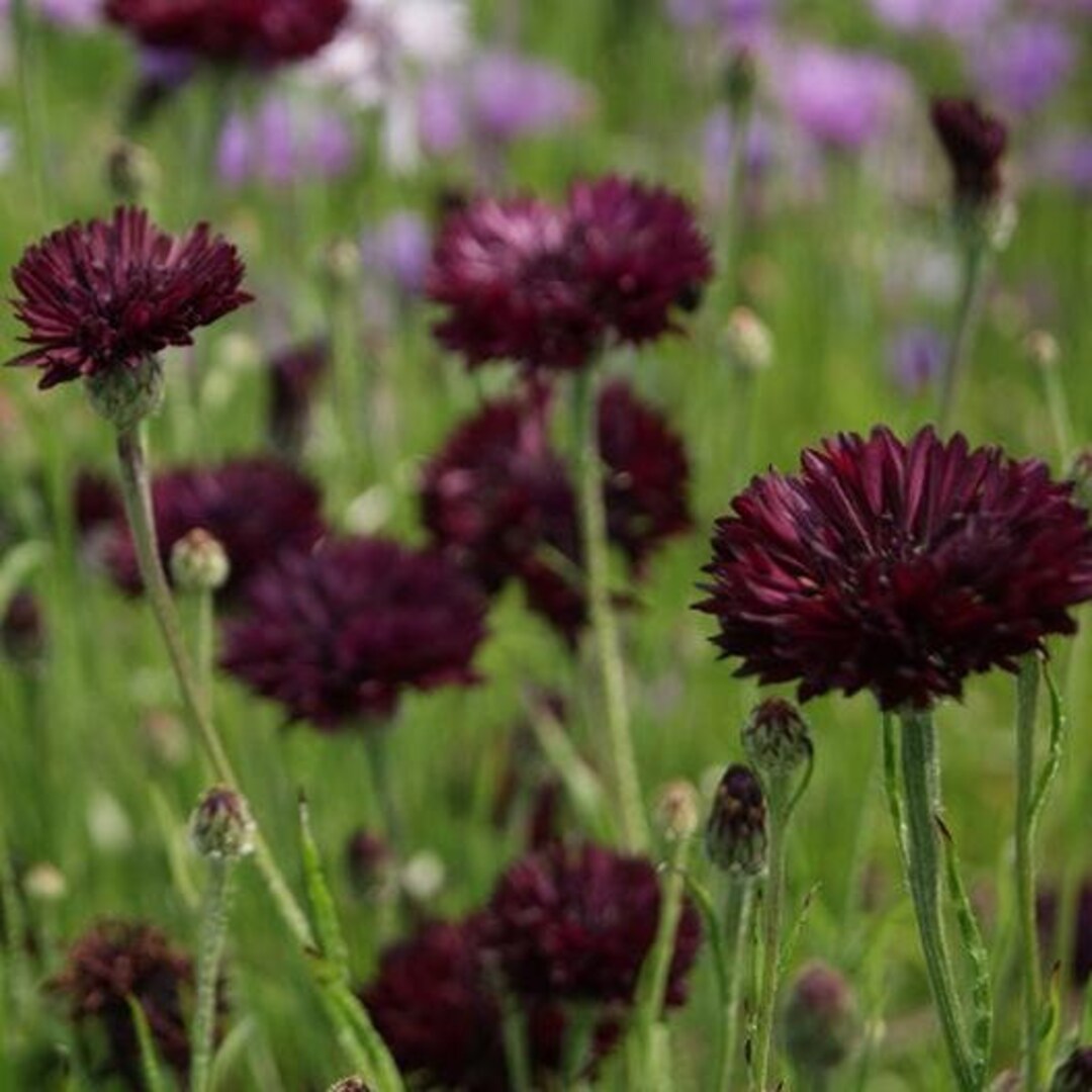 Bachelor Button Seeds- Almost Black #242 - Etsy