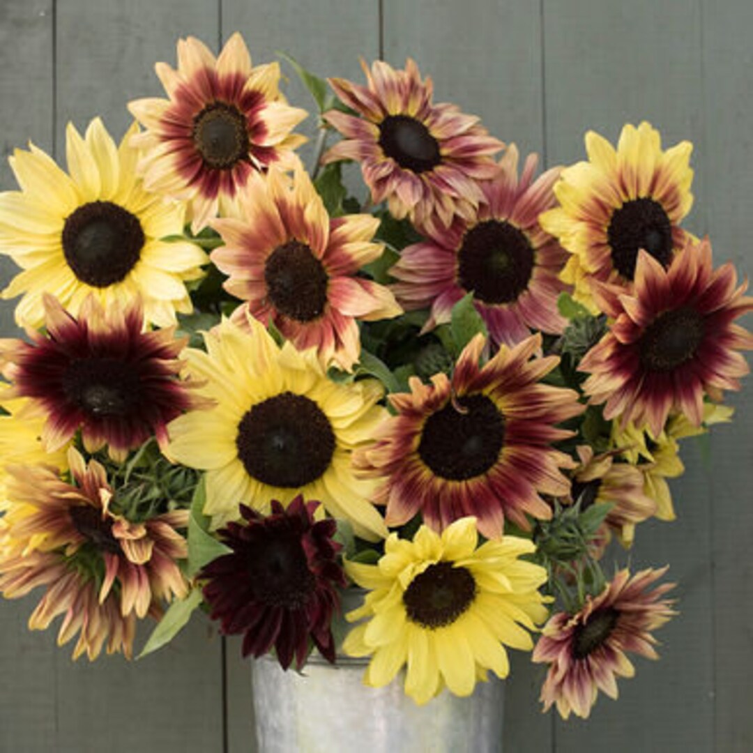 Sunflower - Strawberry Lemonade #156 - Etsy