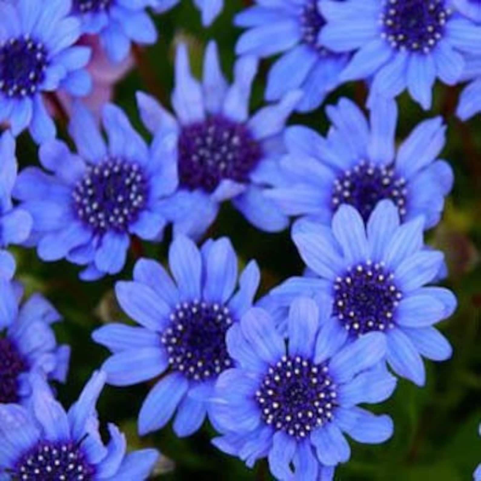 The Blues Blue Daisy #88 - Etsy