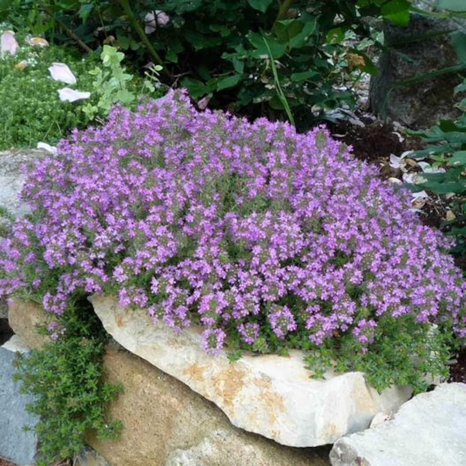 Creeping Thyme Seeds perennial 111 - Etsy