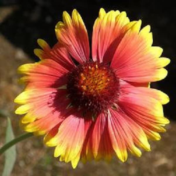 Indian Blanket Flower - Etsy