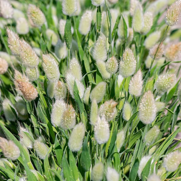 Bunny Tail Grass Live Plant - Etsy