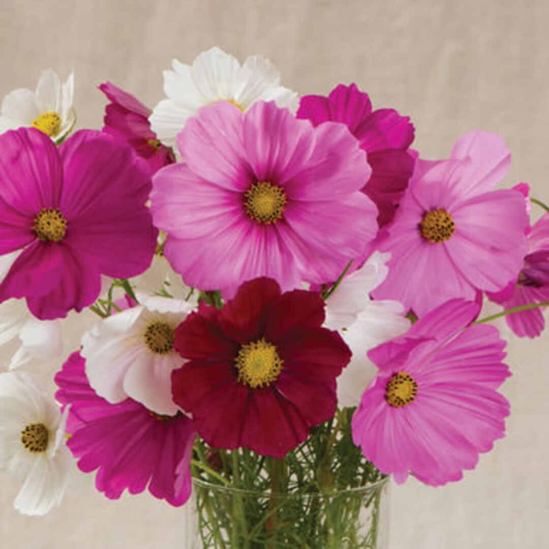 Cosmos - Sensation Mix (choice Cosmos) #78 - Etsy