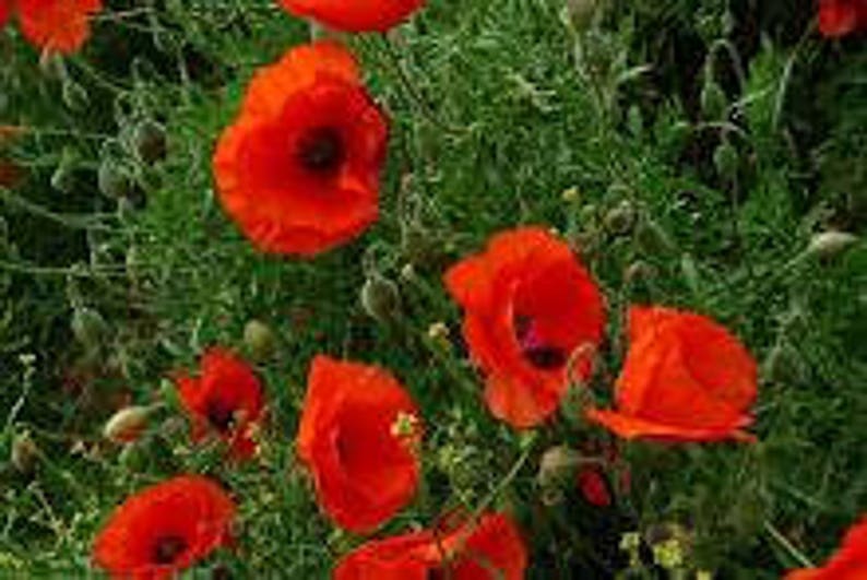 Poppy Giant Island Gartford perennial 105 - Etsy