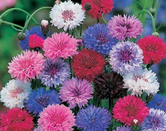 Bachelor Button Dwarf Mix 125 - Etsy