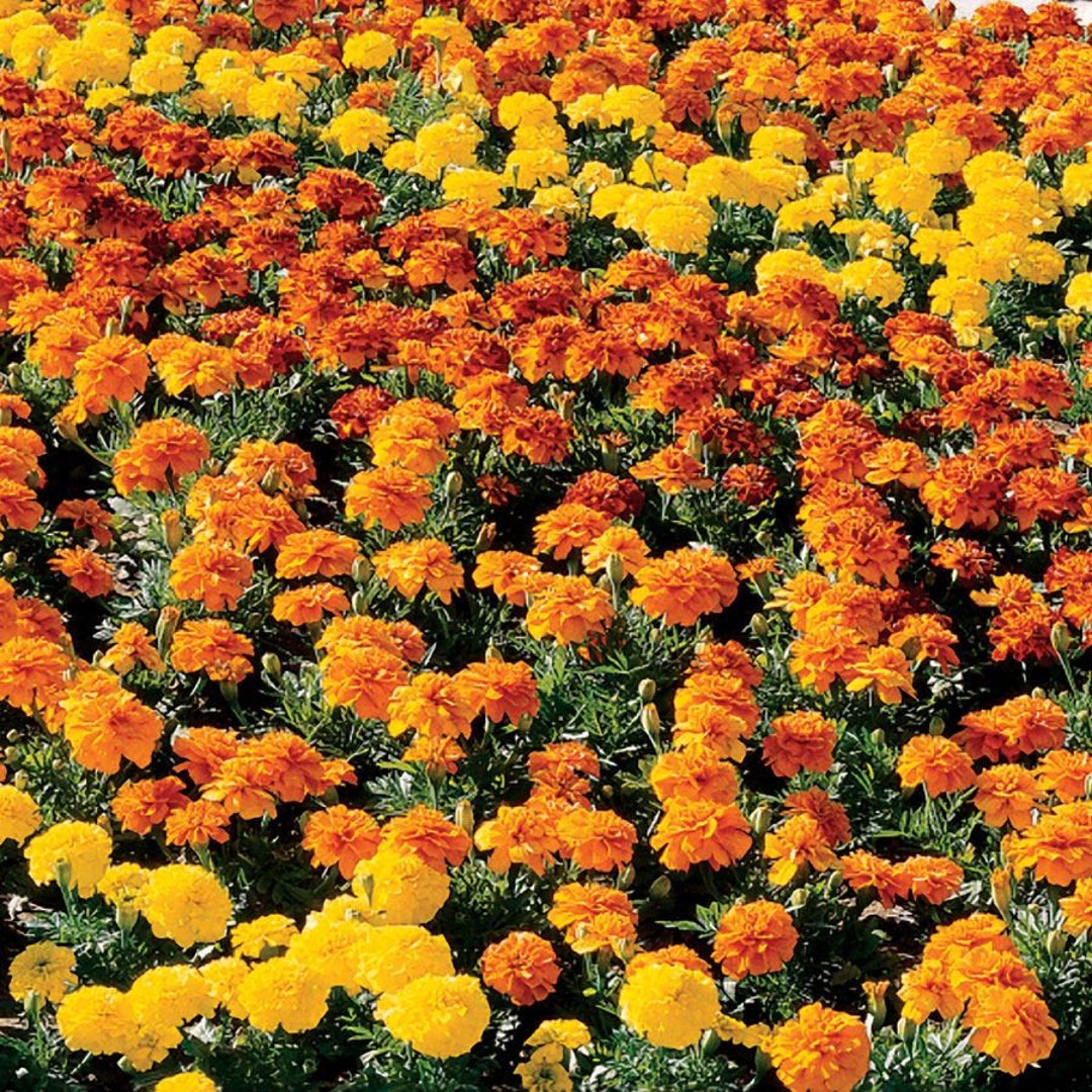 Marigold Bonanza Mix Detailed #268 - Etsy