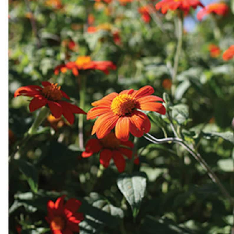 Sunflower Fiesta Tithonia #66 - Etsy