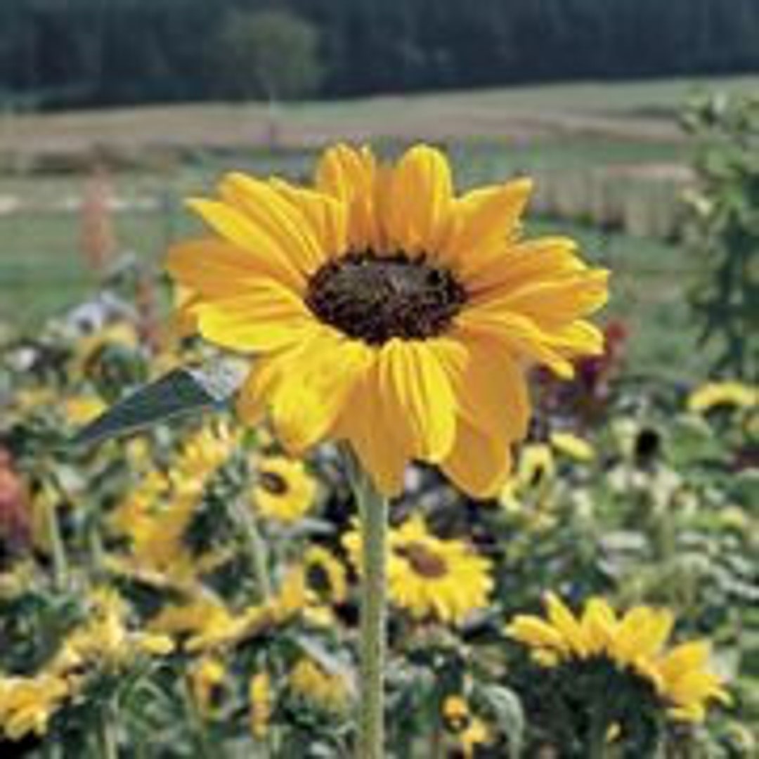 Sunflower - Soraya #115 - Etsy