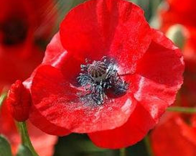 Red Corn Poppy 151 - Etsy