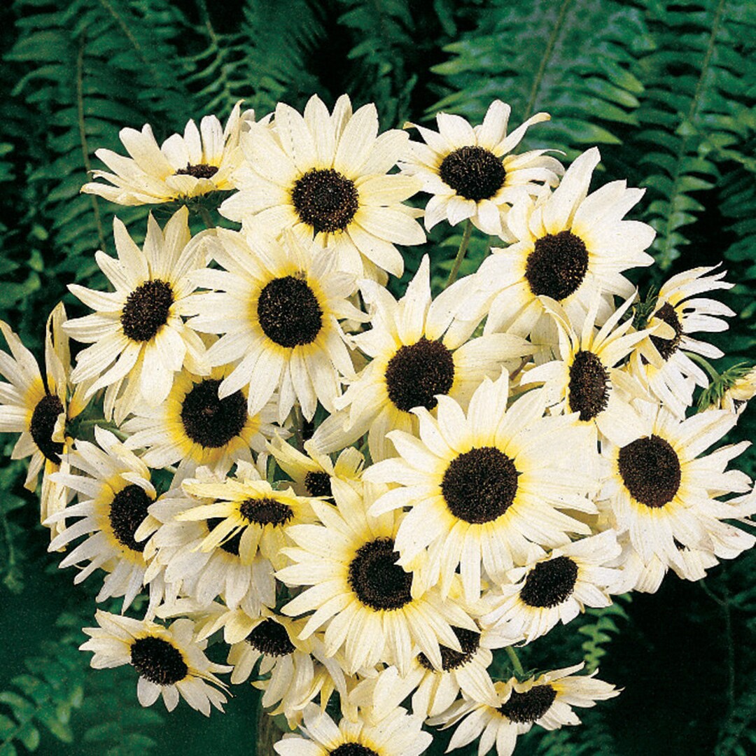 Sunflower Italian White #58 - Etsy