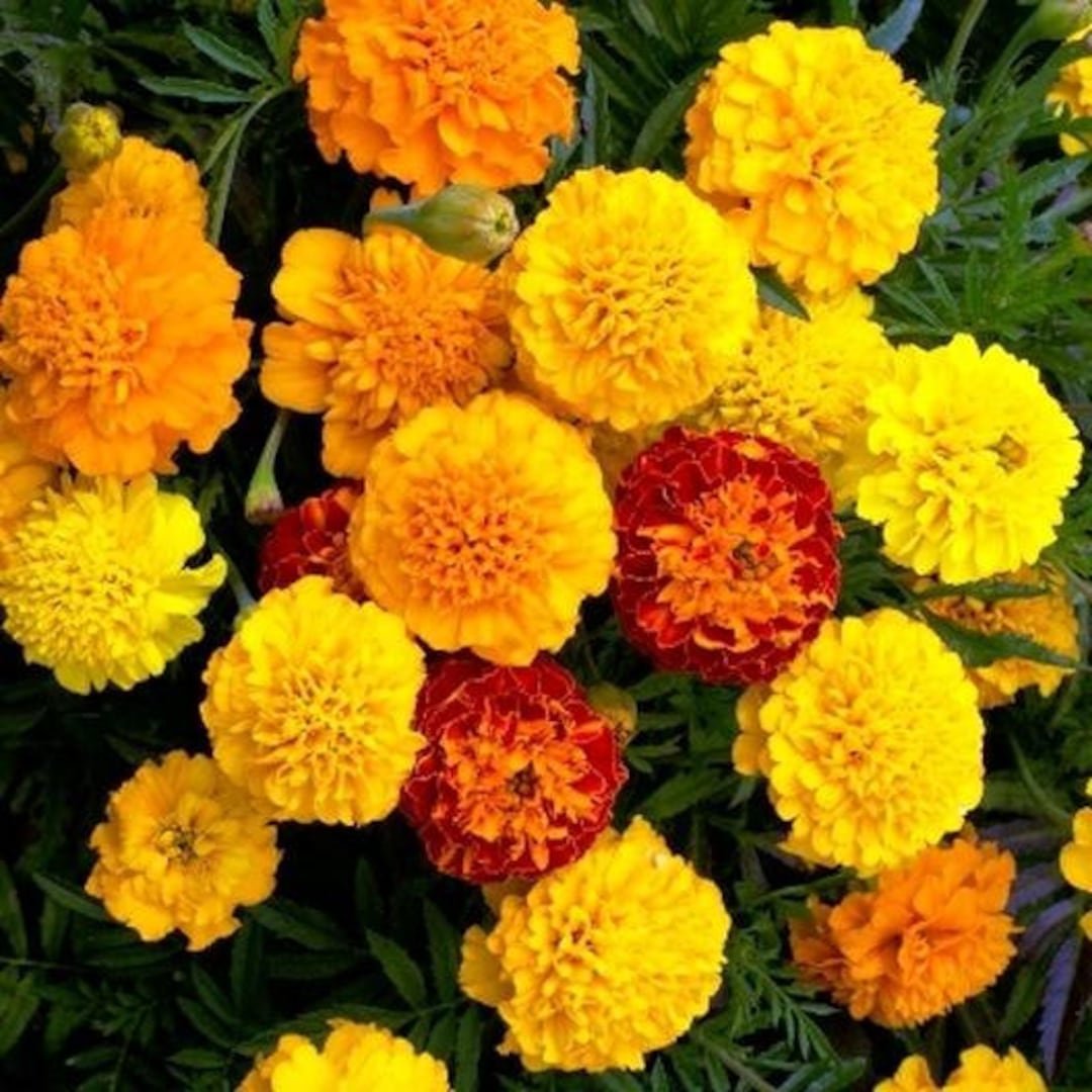French Marigold Dwarf - Petite Mix #194 - Etsy