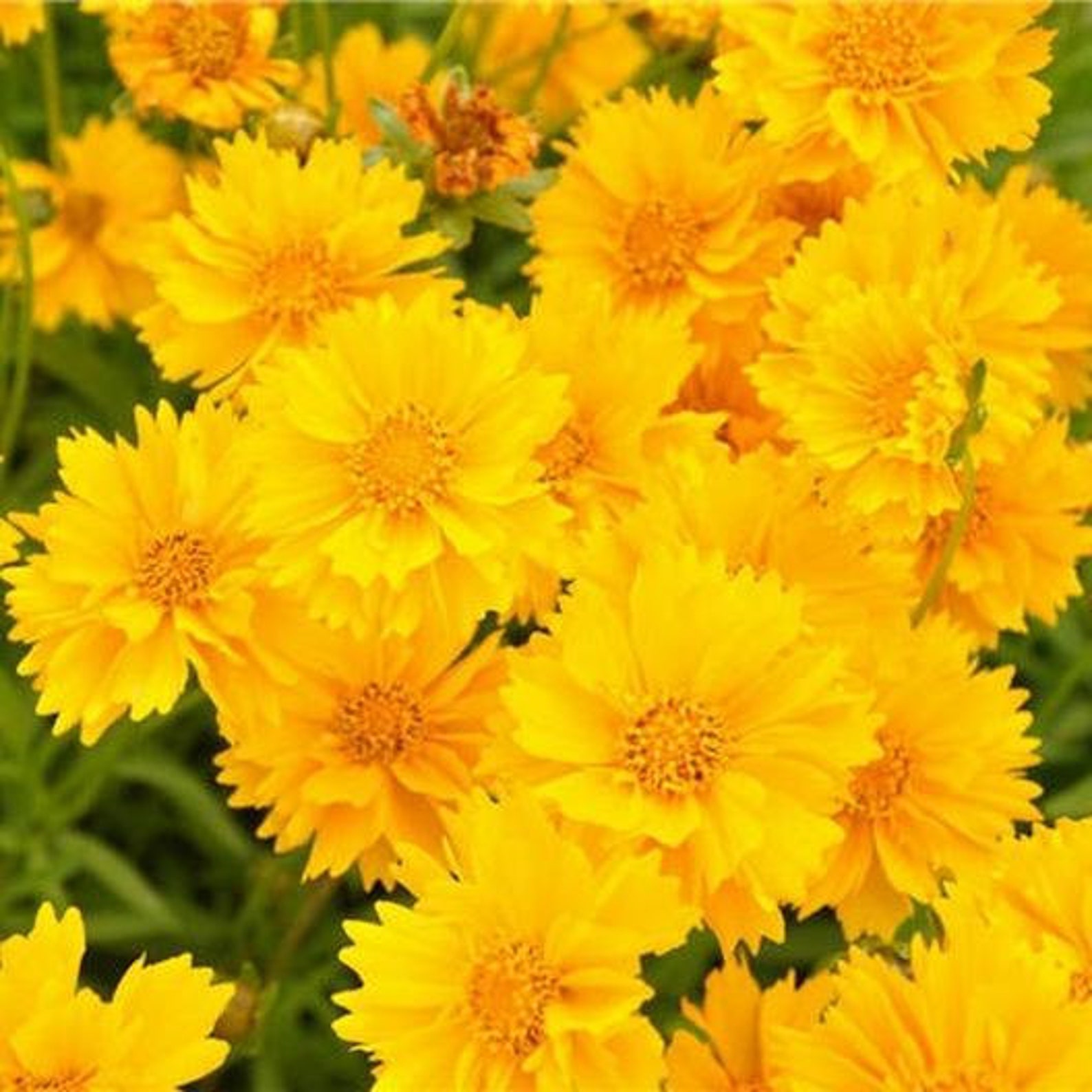 Lance-leaf Coreopsis Seeds - Sunburst #206 - Etsy