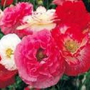 Shirley Poppy - Double Mixed (perennial) #81 - Etsy