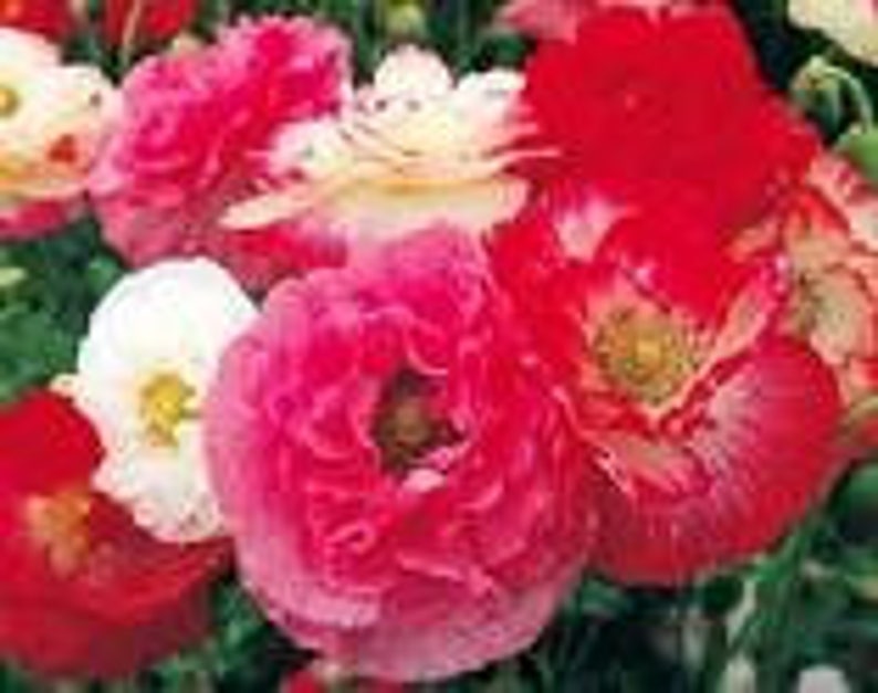 Shirley Poppy Double Mixed perennial 81 - Etsy