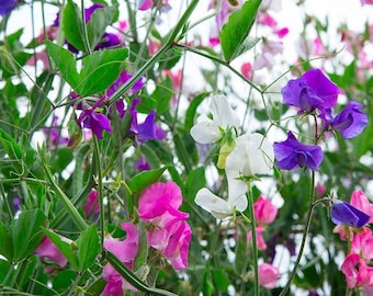 Sweet Pea Royal Family Mix Seeds Non-gmo, Open Pollinated, Heirloom for ...