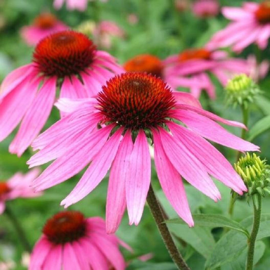 Echinacea - Purple Corn Flower (perennial) #114 - Etsy