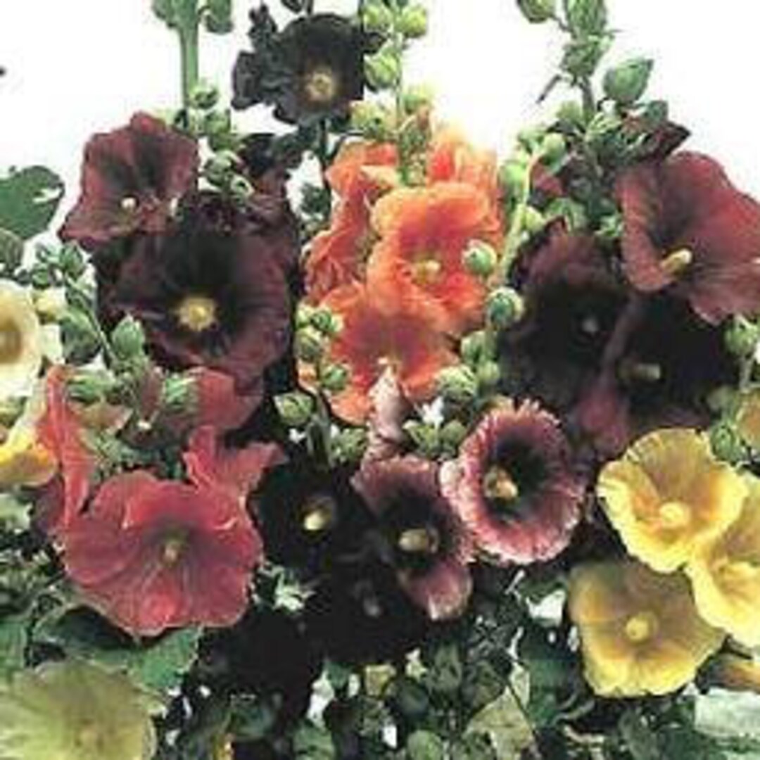 Hollyhock - Indian Springs Mix (perennial) #72 - Etsy