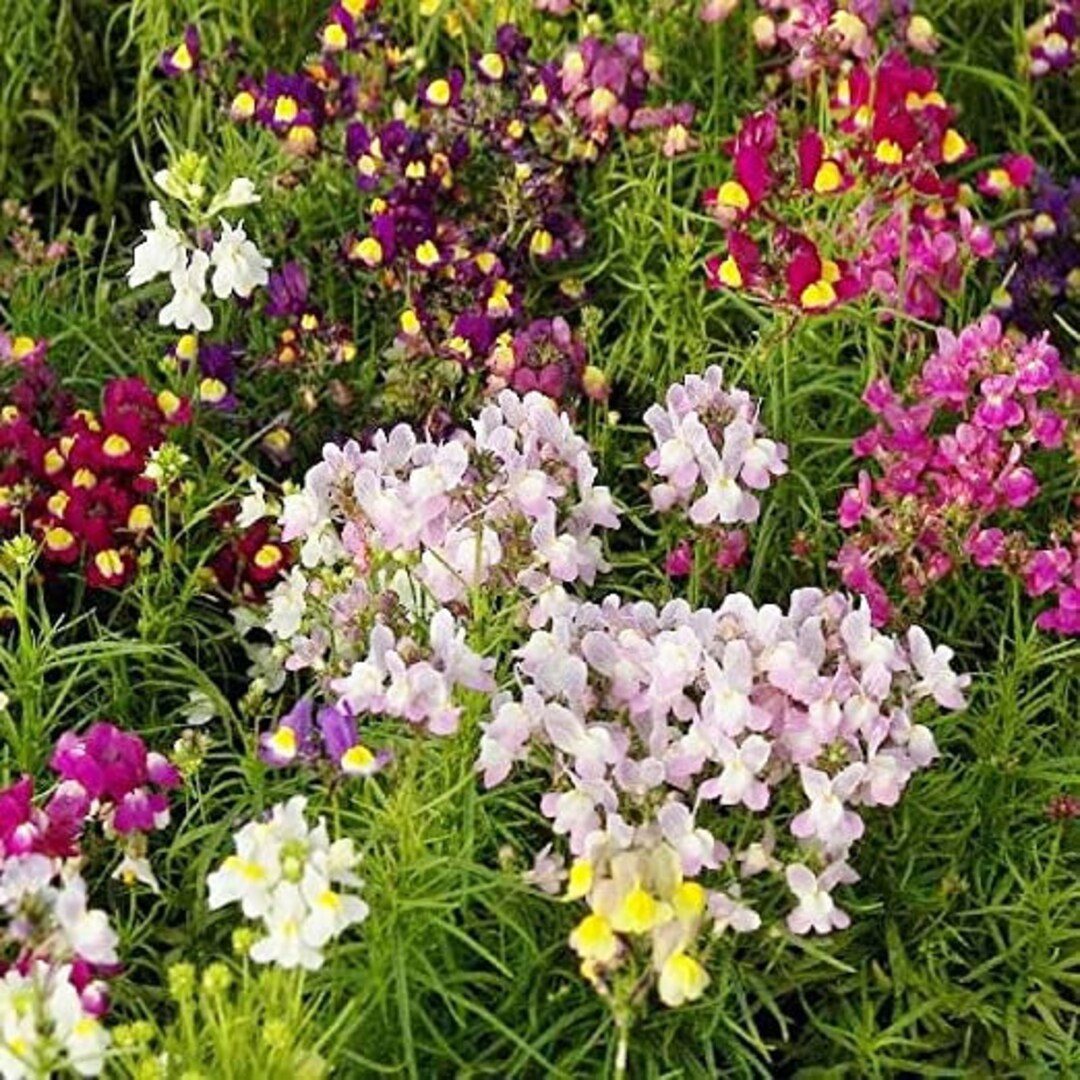 Toadflax/spurred Snapdragon Seeds #337 - Etsy