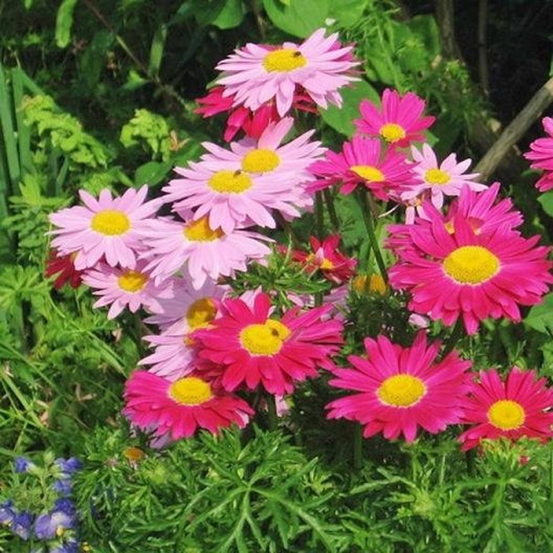 Robinsons Painted Daisy Seeds - Etsy