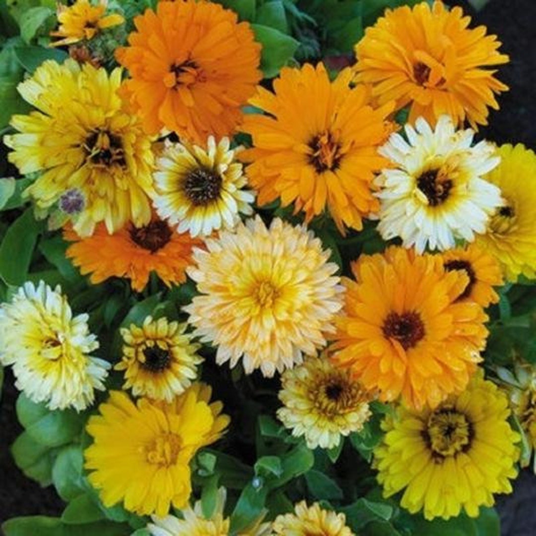 Calendula (dwarf) Fiesta Gitana #312 - Etsy