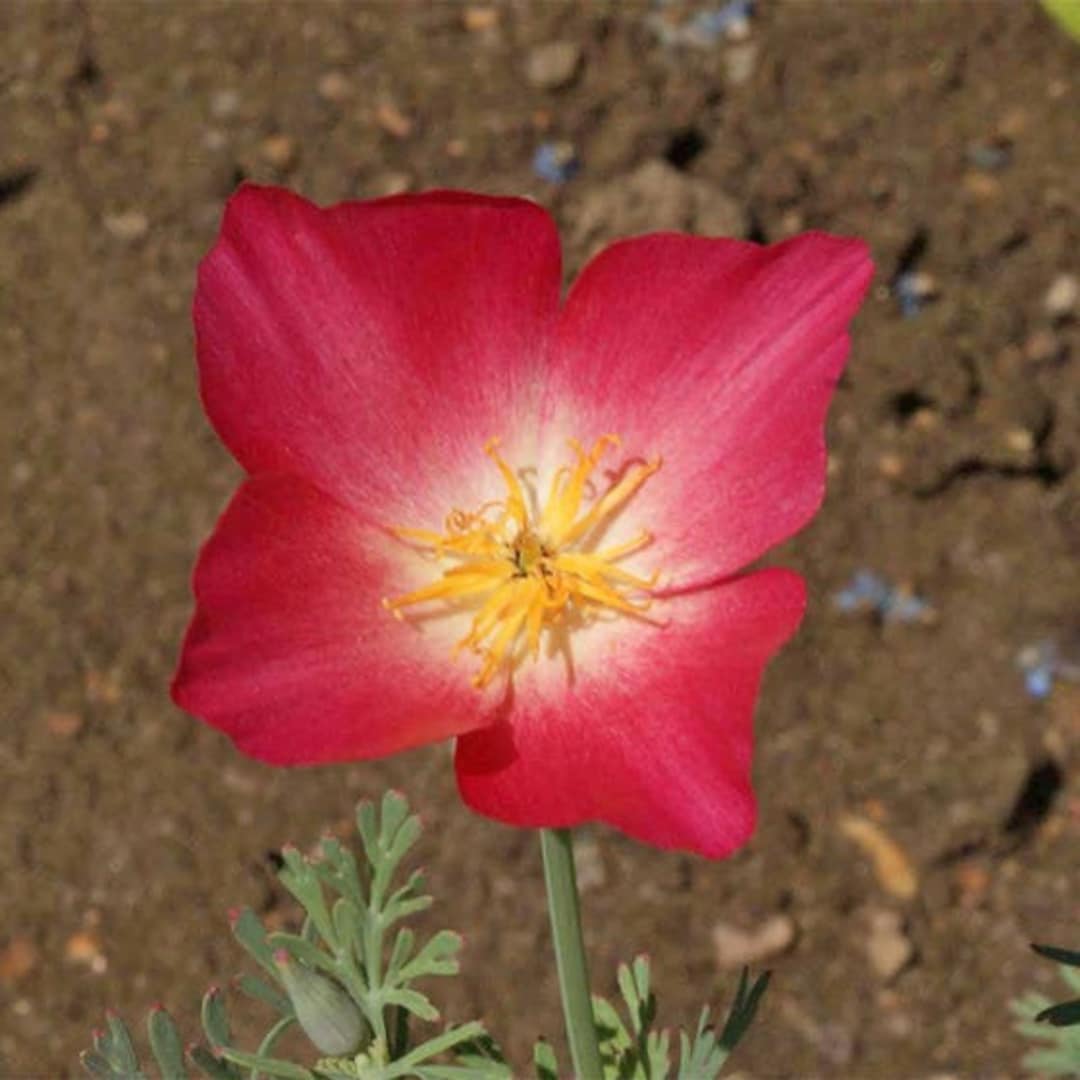 California Poppy -carmine King #221 - Etsy