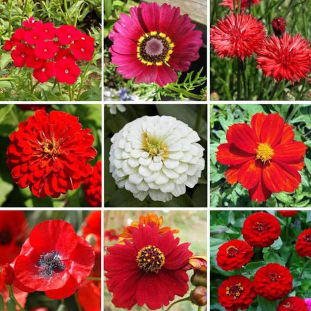 Big Red Mix-red Flower Seed Mix #303 - Etsy