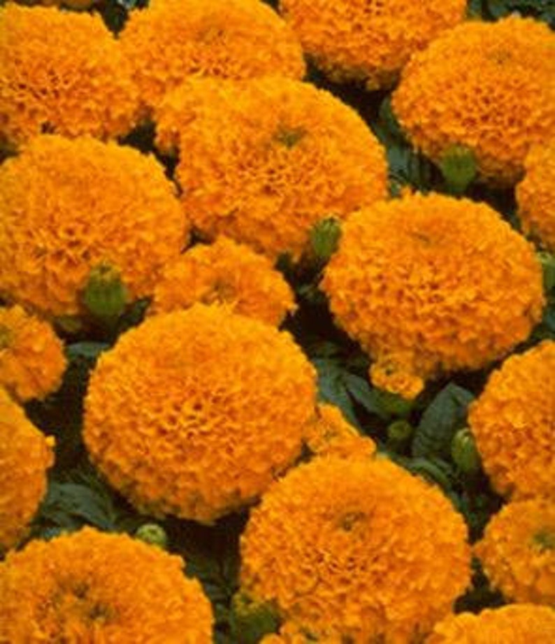 Marigold Marvel II Orange 231 - Etsy