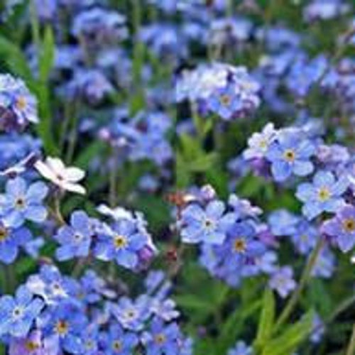 Forget-me-not blue perennial 83 - Etsy